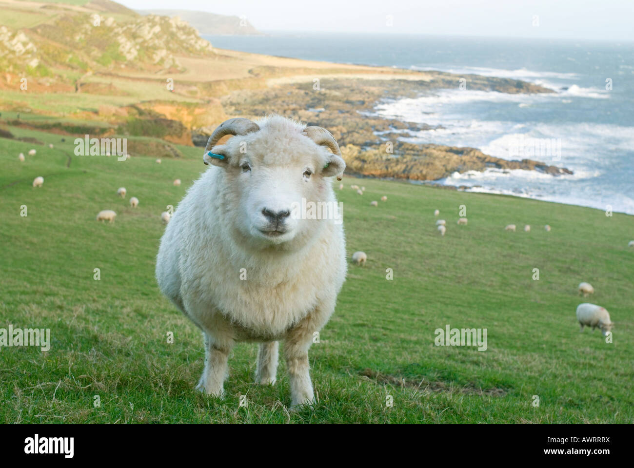 Sheep at Prawle Point in Devon Stock Photo - Alamy
