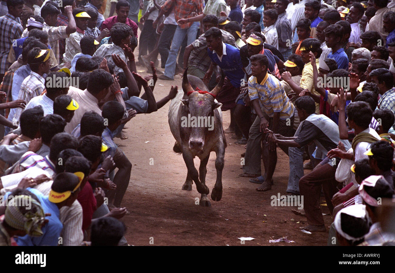 Local men attempt to subdue an untethered bull during the Jallikattu ...