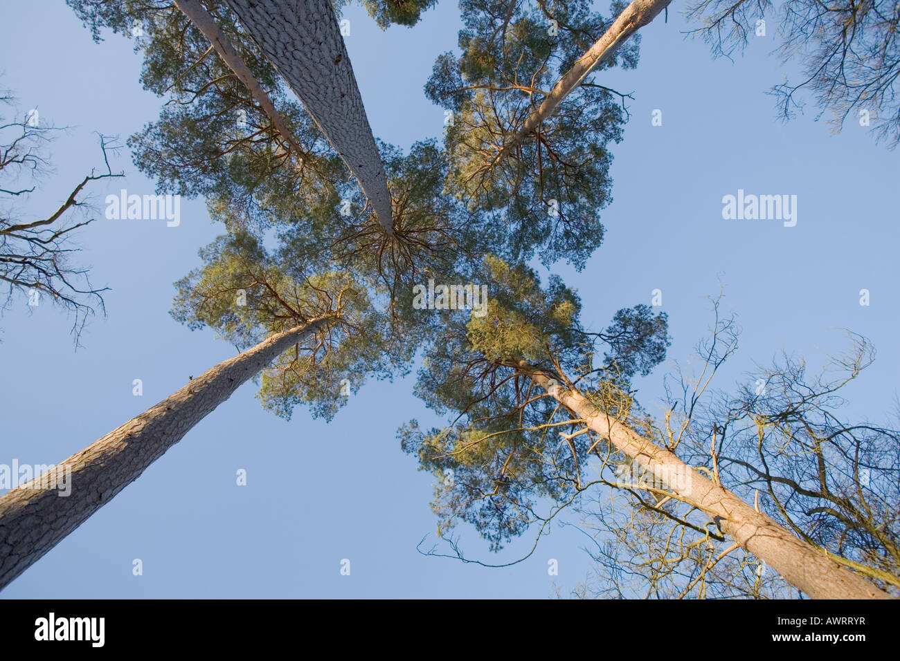 Looking up at very tall pine trees Stock Photo - Alamy