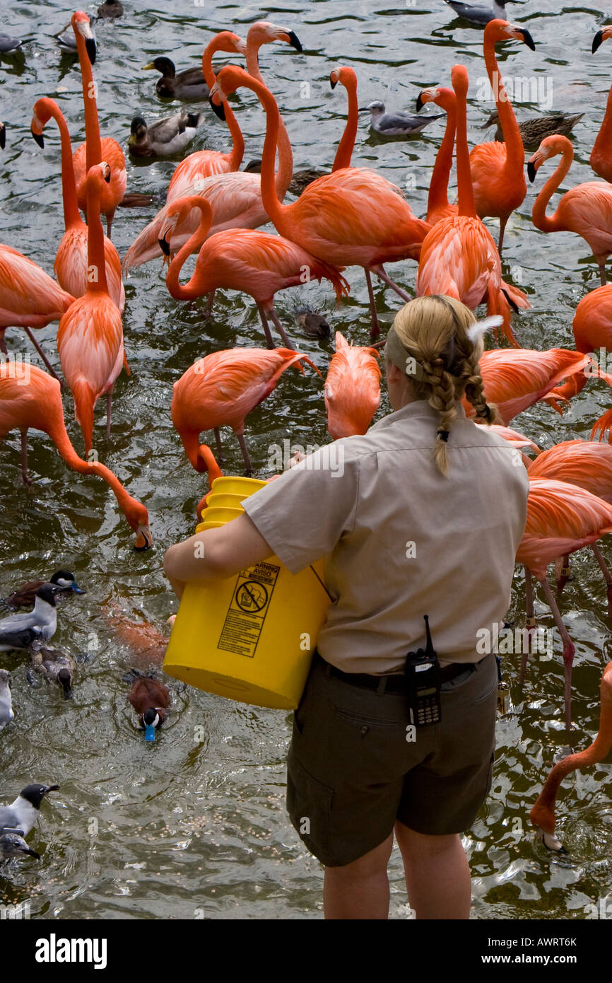 Zoo Technician Feeding Flamingos at Busch Gardens, Tampa Florida USA ...