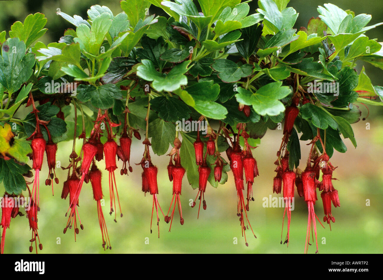 Ribes speciosum hi-res stock photography and images - Alamy
