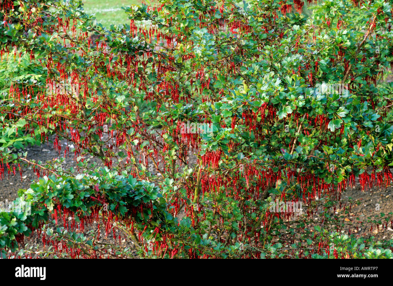 Ribes speciosum whole shrub red flowers garden plant fuchsia flowered ...