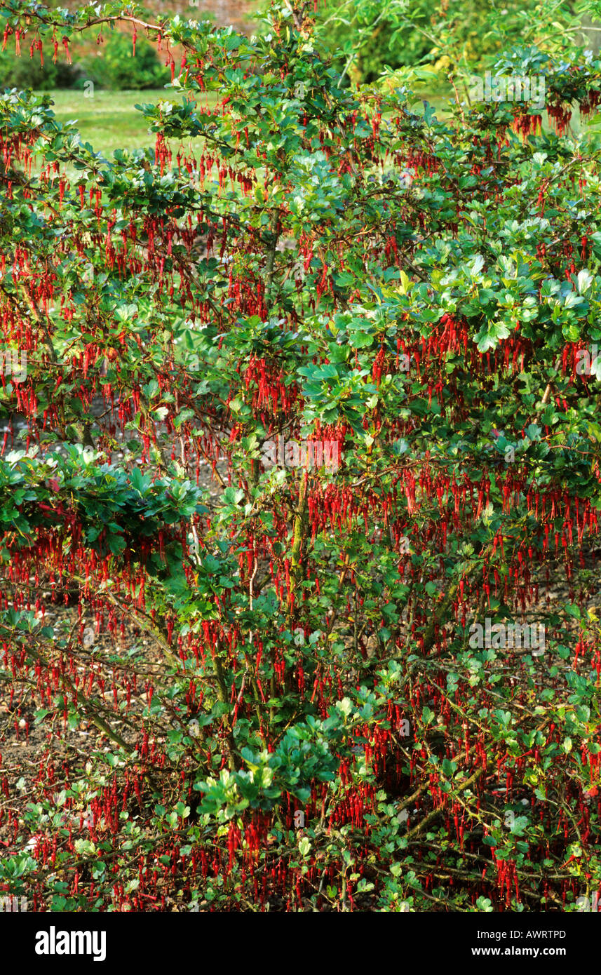 Ribes speciosum hi-res stock photography and images - Alamy