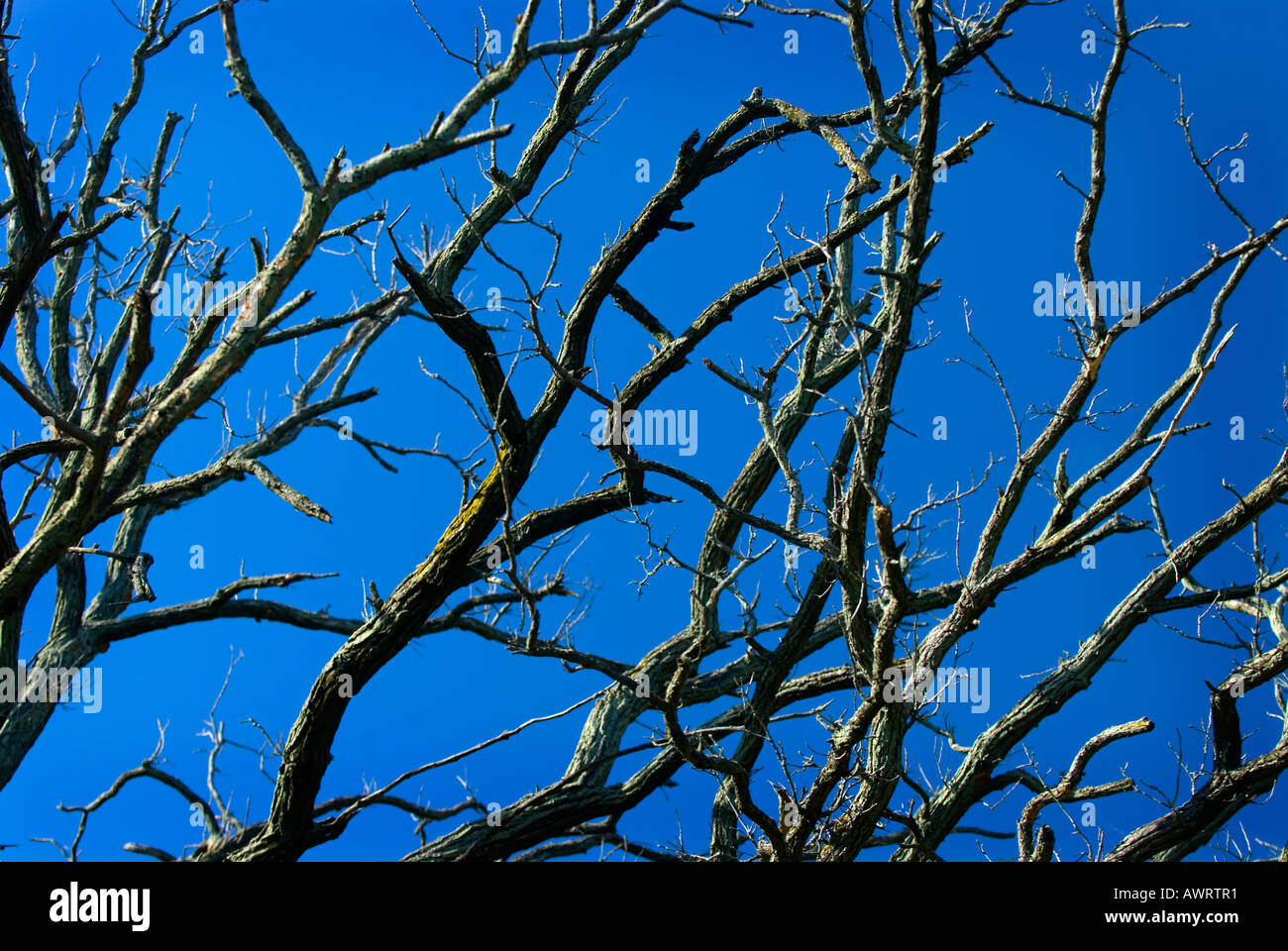 Oak limbs hi-res stock photography and images - Alamy