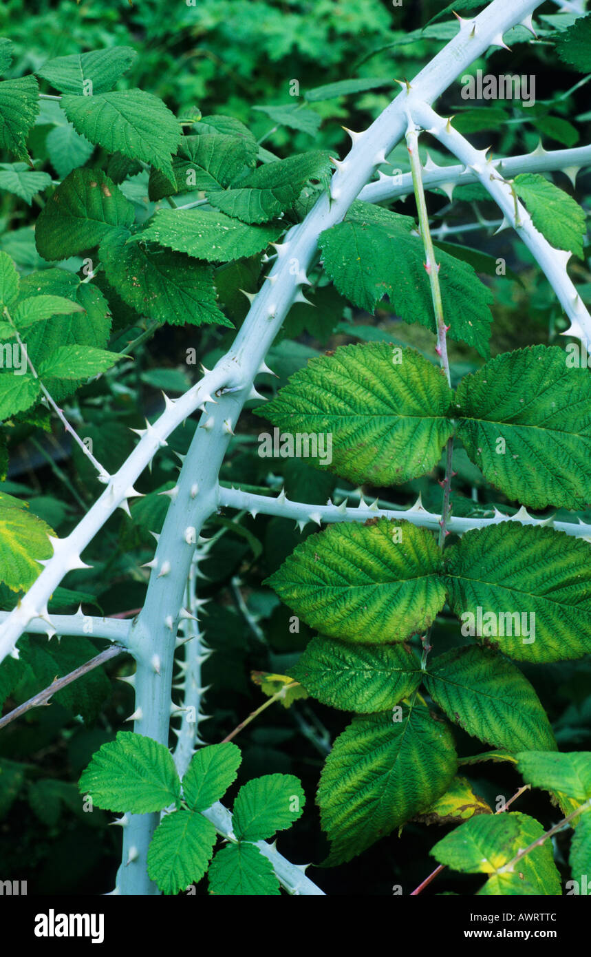 Rubus biflorus hi-res stock photography and images - Alamy
