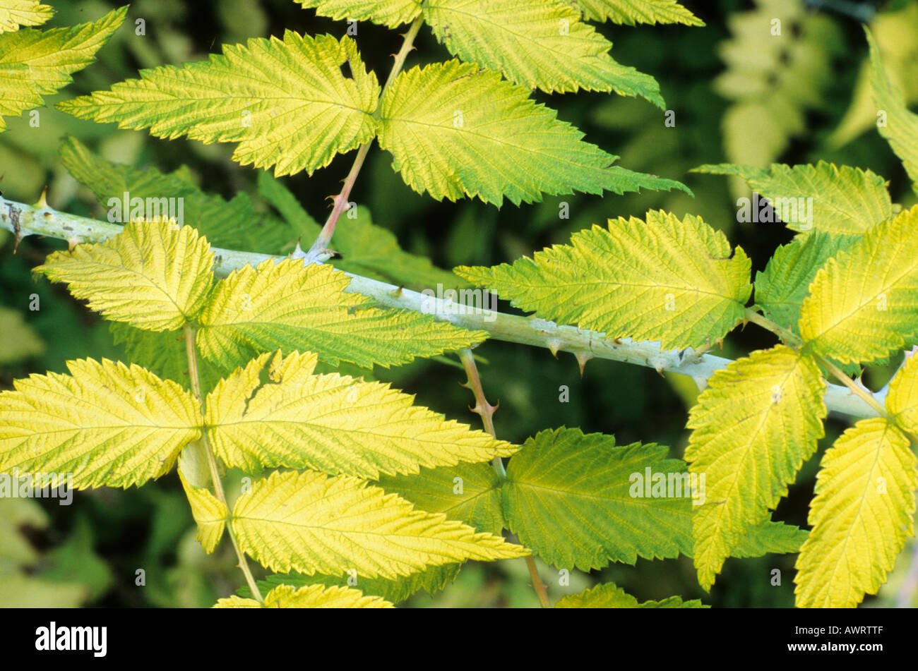Rubus cockburnianus hi-res stock photography and images - Alamy