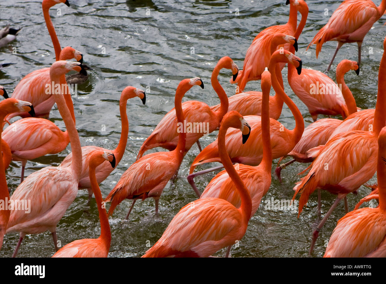 Flock of Flamingos Stock Photo - Alamy