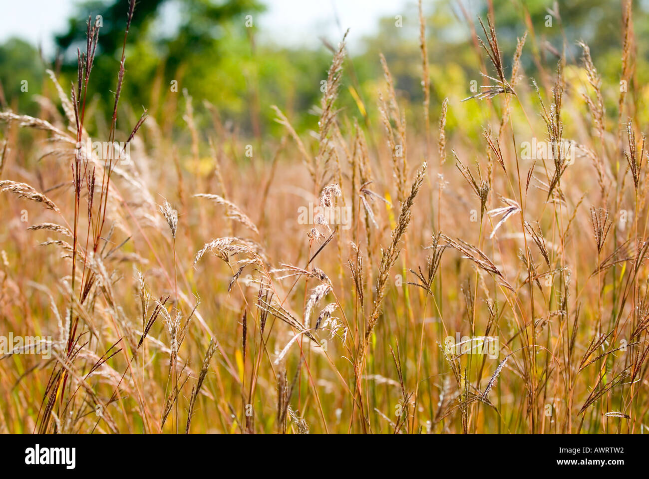 Restore prairie land hi-res stock photography and images - Alamy