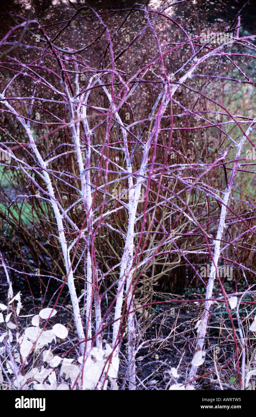 Rubus cockburnianus hi-res stock photography and images - Alamy