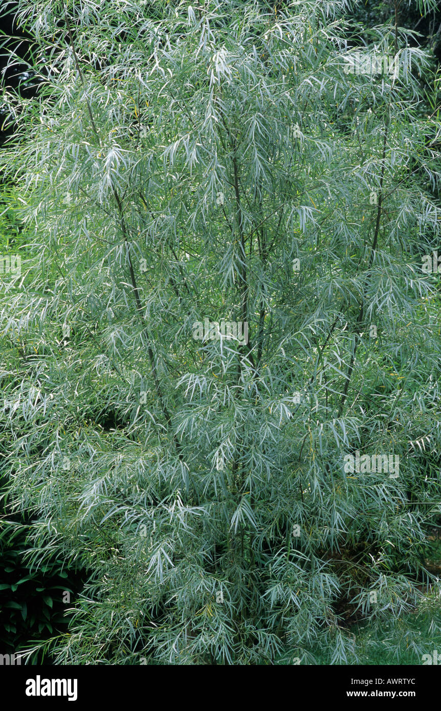 Salix exigua, Willow tree, garden plant trees Stock Photo - Alamy