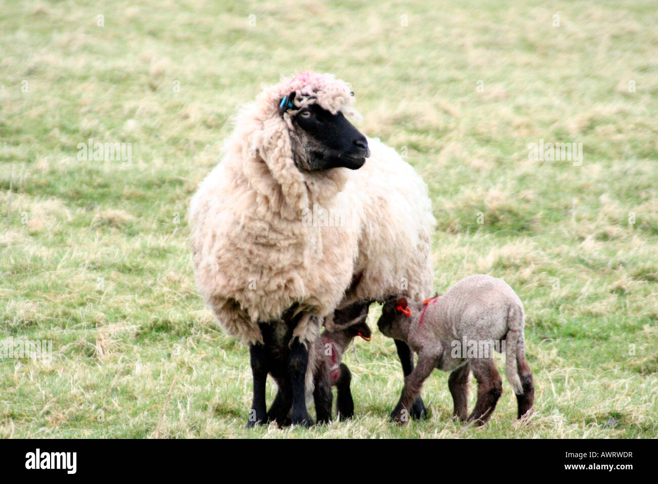 Lambs young twins mother offspring suckling spring sheep hi-res stock ...