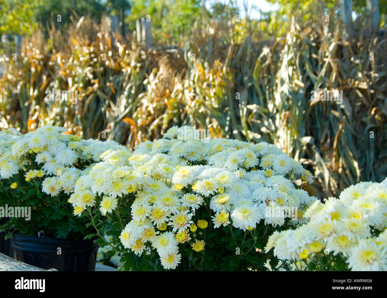 Nursery White Mums Stock Photo - Alamy