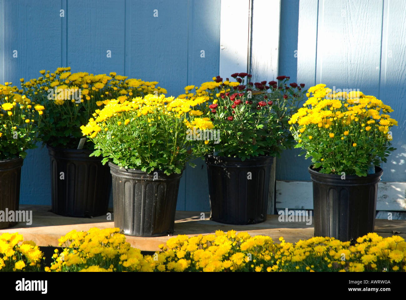 Plants mums nursery hi-res stock photography and images - Alamy