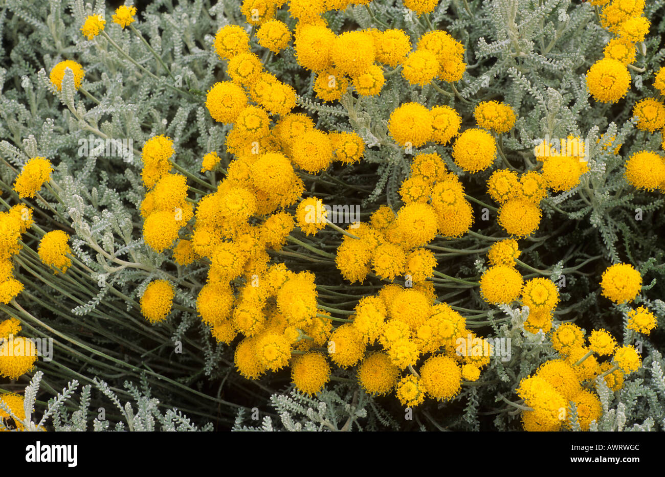 Santolina silver hi-res stock photography and images - Alamy