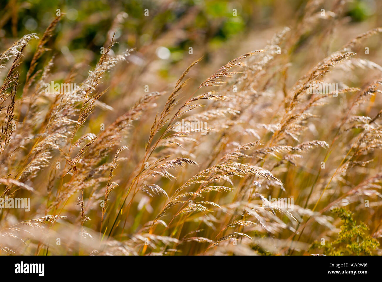 Restore prairie land hi-res stock photography and images - Alamy