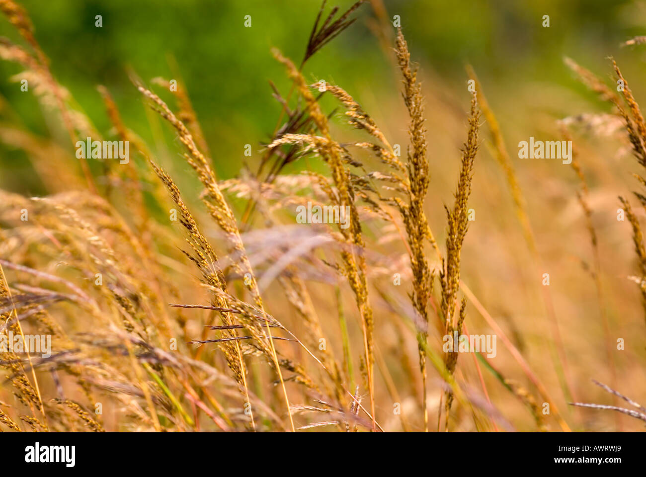 Prarrie hi-res stock photography and images - Alamy