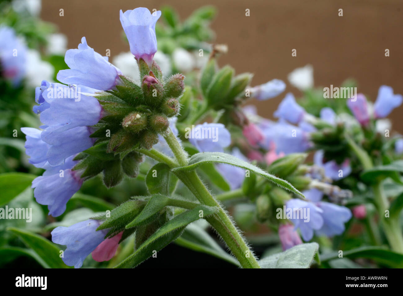 PULMONARIA ROY DAVIDSON Stock Photo - Alamy