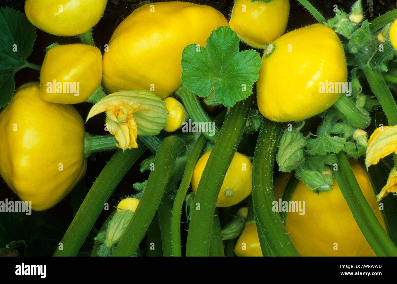 Squash Sunburst F1 Hybrid Stock Photo - Alamy