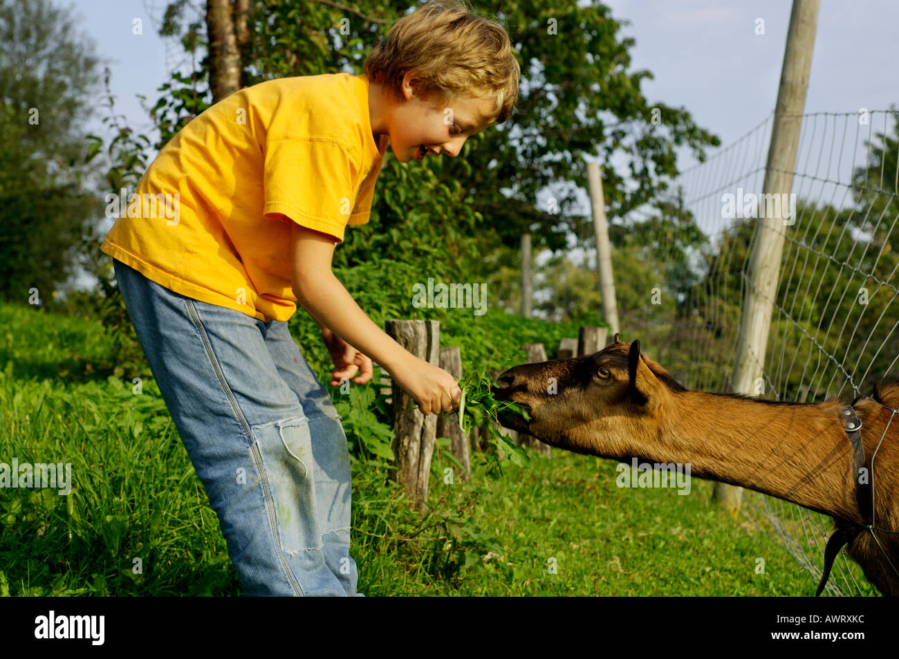 Children feeding animals hi-res stock photography and images - Alamy