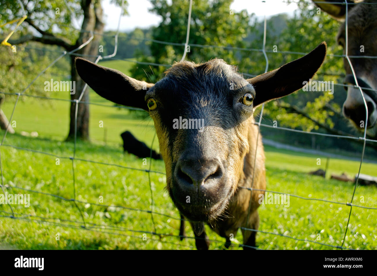 Fence snoopy hi-res stock photography and images - Alamy