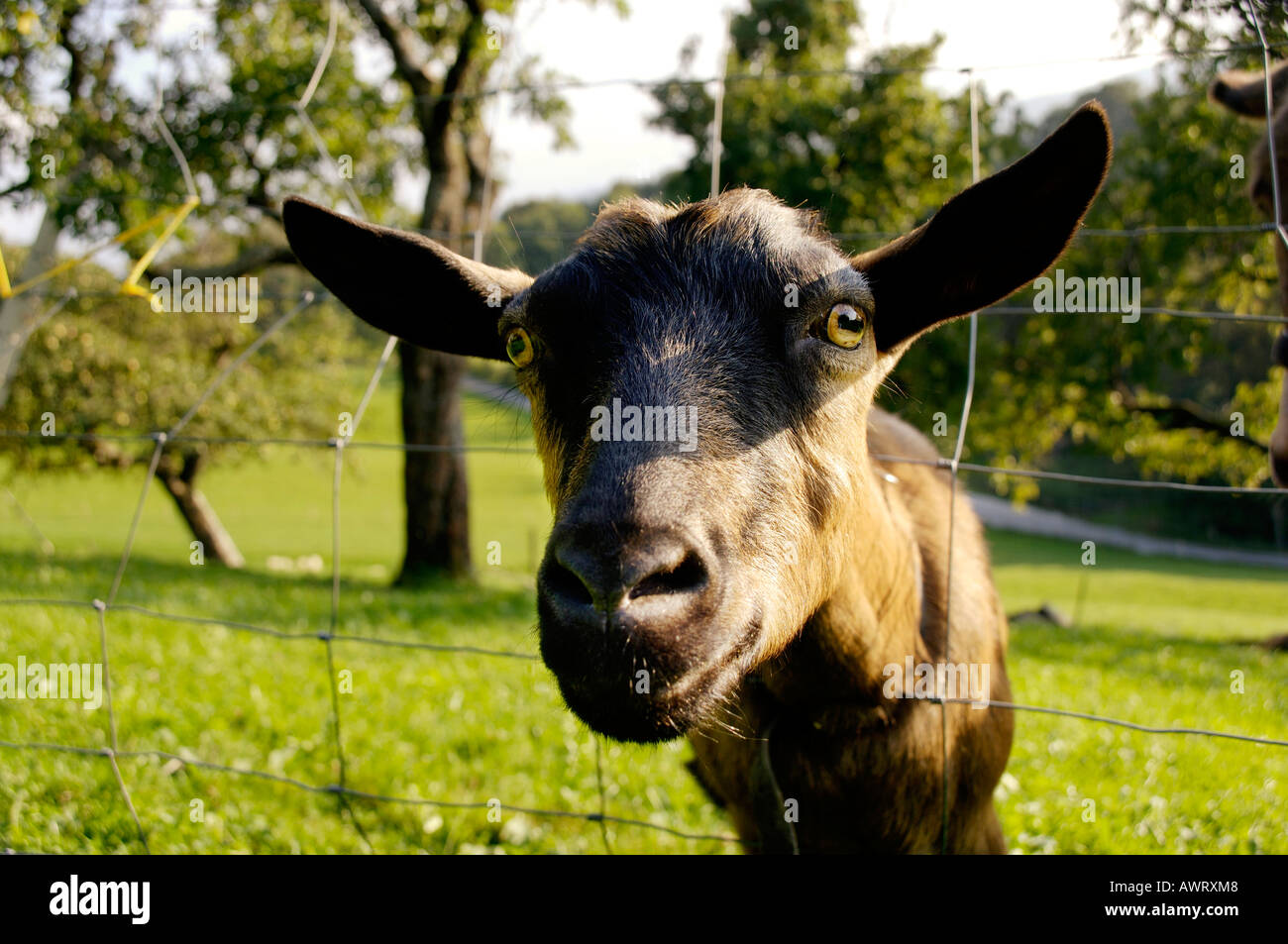 Nosy goat hi-res stock photography and images - Alamy