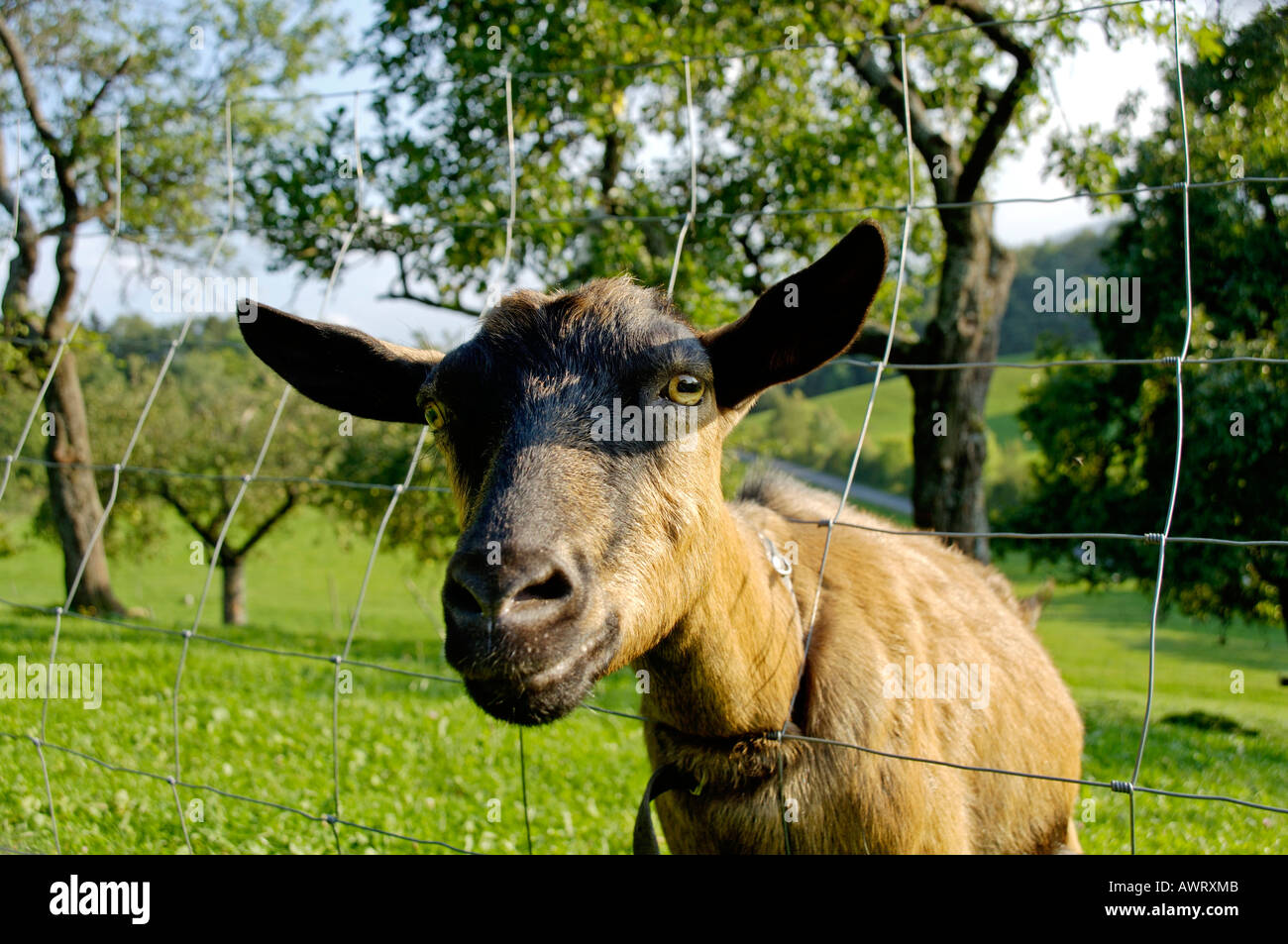 Goat looking pryingly through the fence Stock Photo - Alamy
