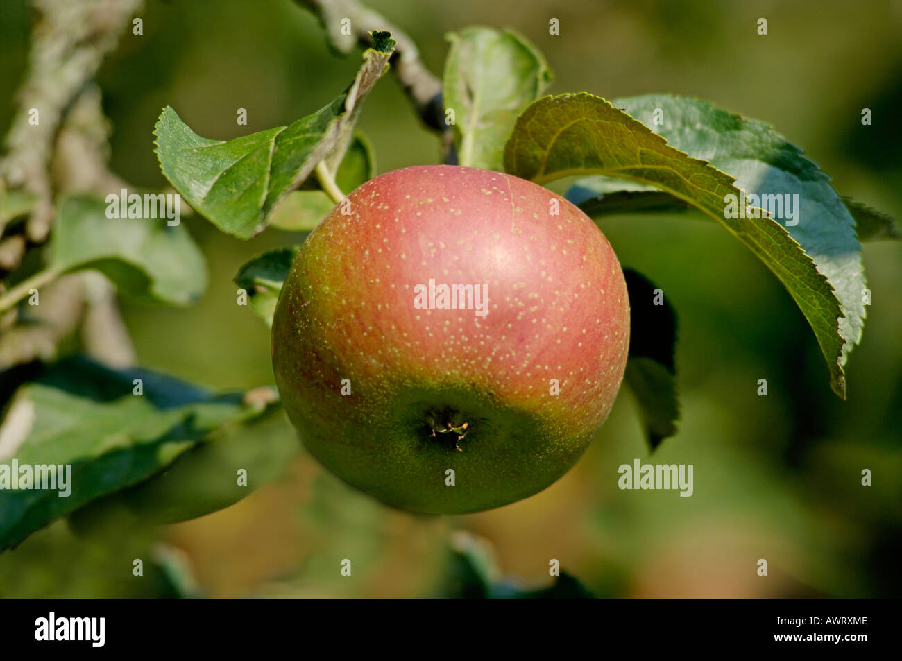 Apple on a tree hi-res stock photography and images - Alamy