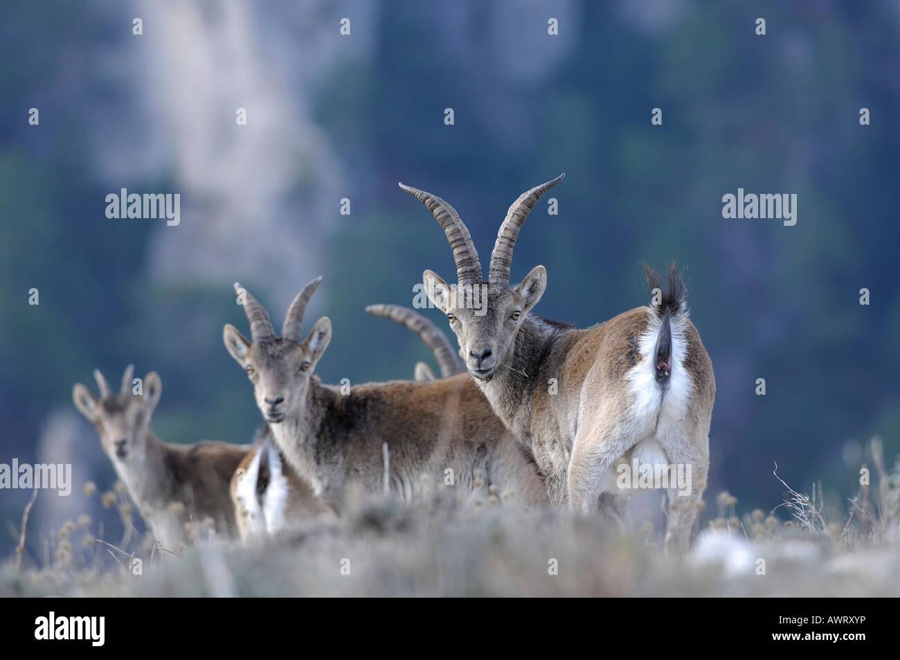 Wild goats male in “Els Ports” Nature reserve Stock Photo - Alamy