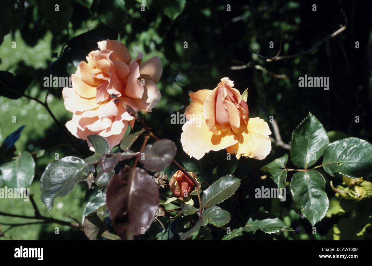 Peach Pink Hybrid Tea Rose tree Stock Photo - Alamy