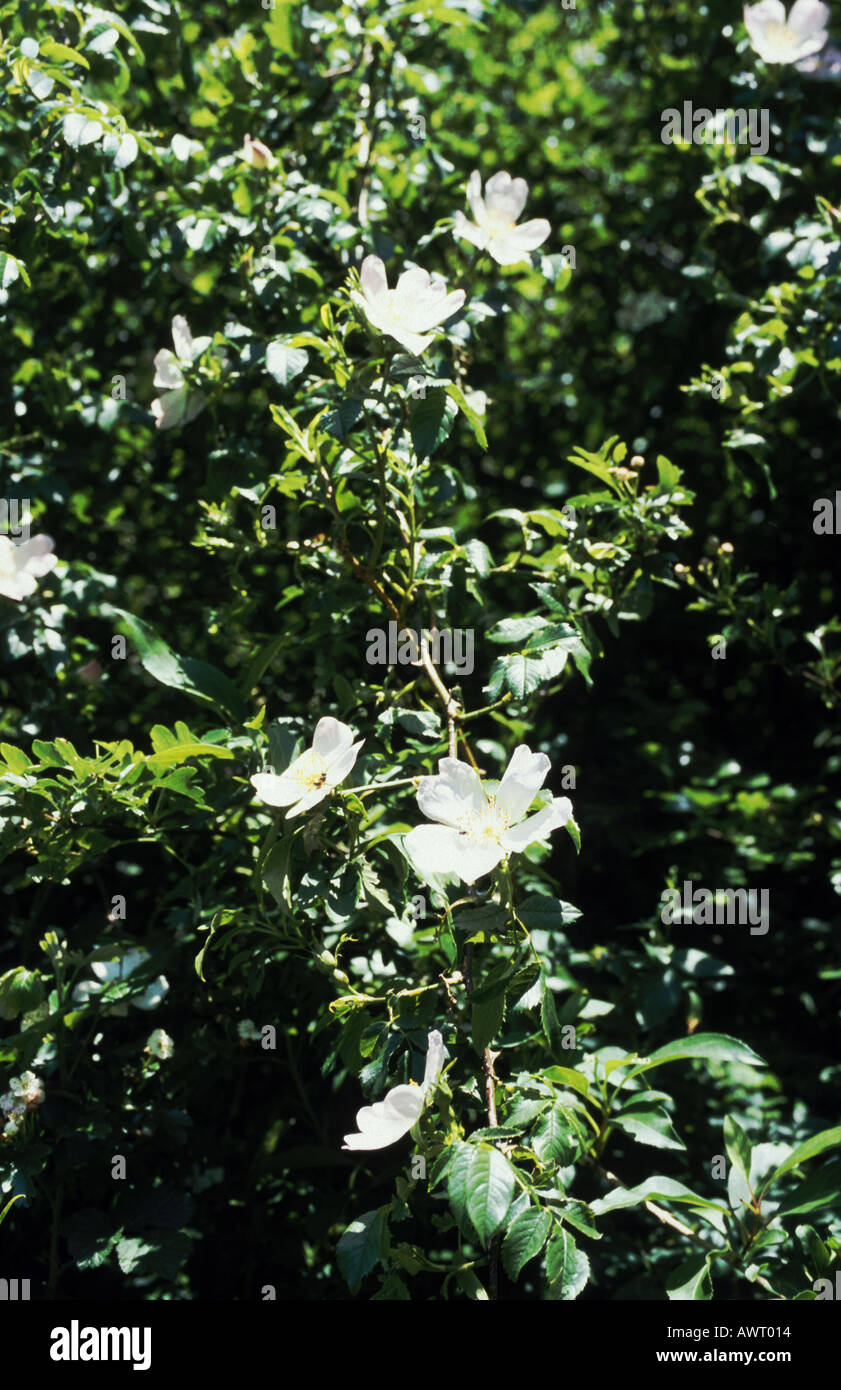 Wild climbing White Rose tree Stock Photo - Alamy