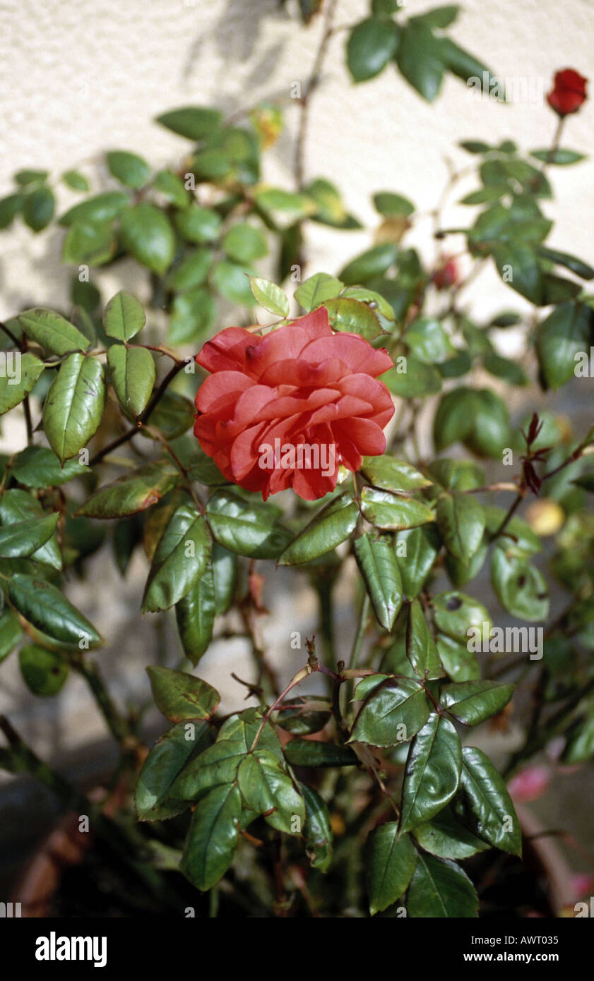 Red Hybrid Tea Rose Stock Photo - Alamy