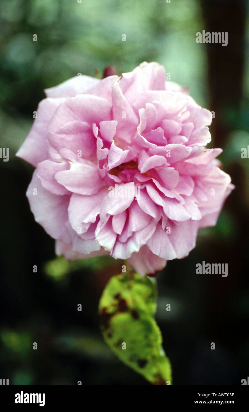 Rambling gardens hi-res stock photography and images - Alamy