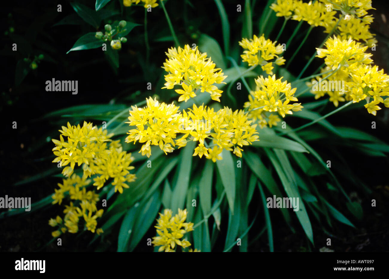 Leek Lily - Allium Moly Stock Photo - Alamy