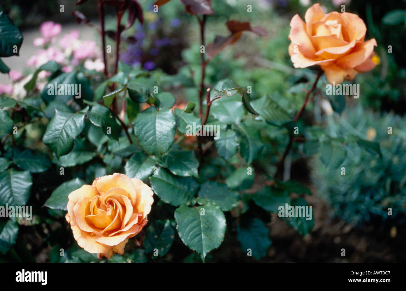 Peach Hybrid Tea Rose Stock Photo - Alamy