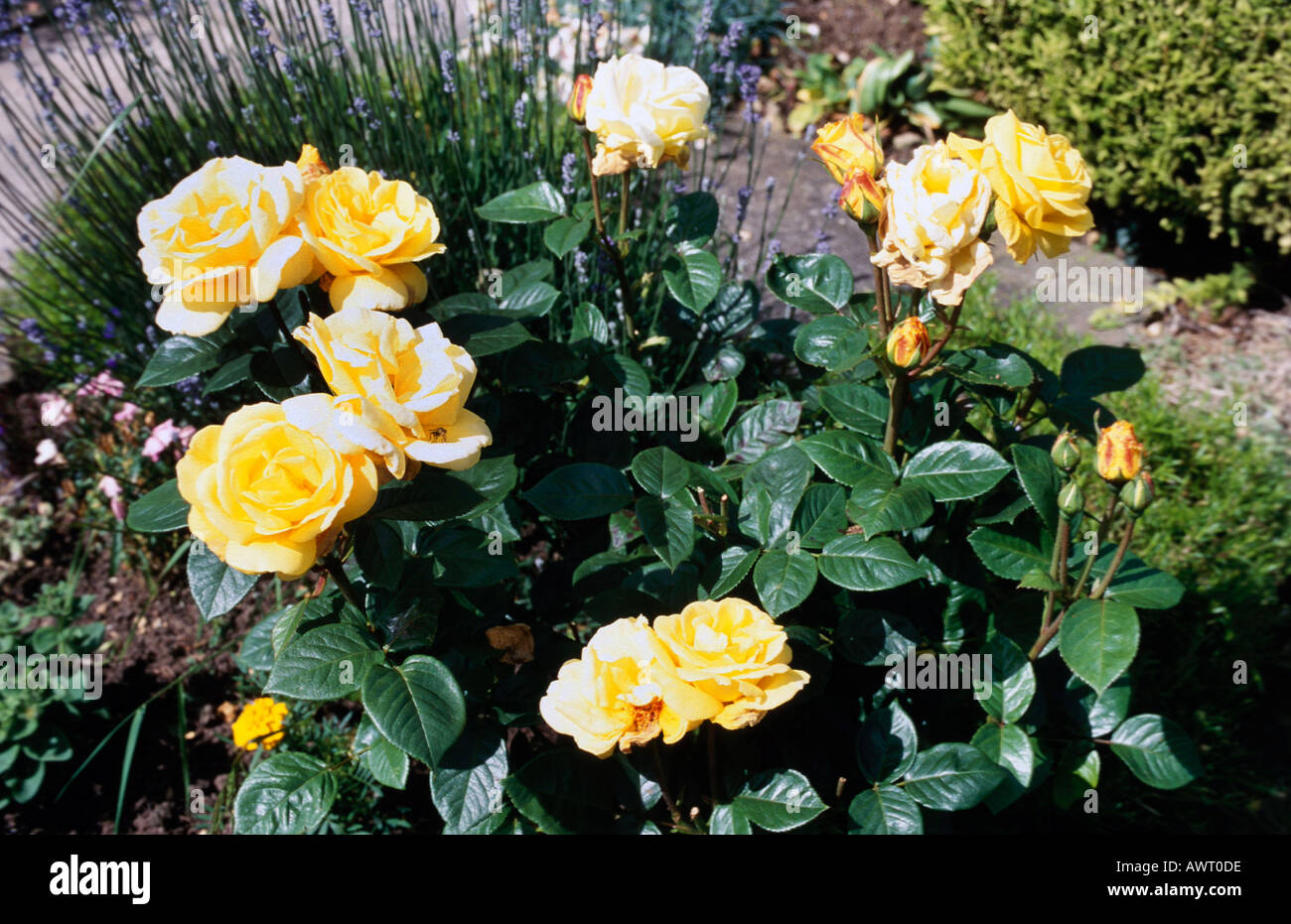 Yellow Floribunda Rose Stock Photo - Alamy