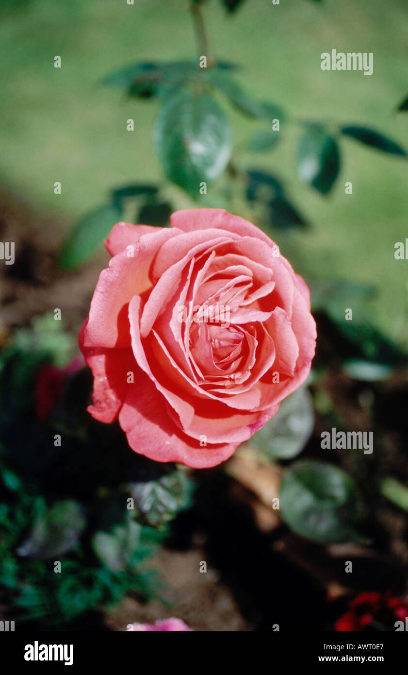 Pink Hybrid Tea Rose Stock Photo - Alamy
