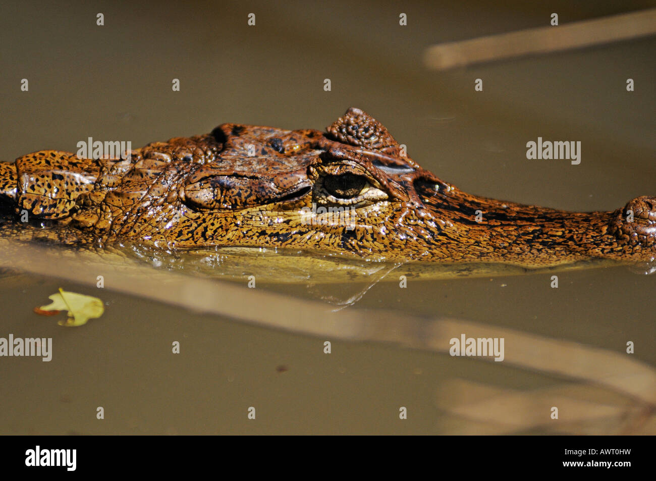 Caiman (caiman crocodilus), Cano Negro Nature Reserve, Rio Frio, Costa ...