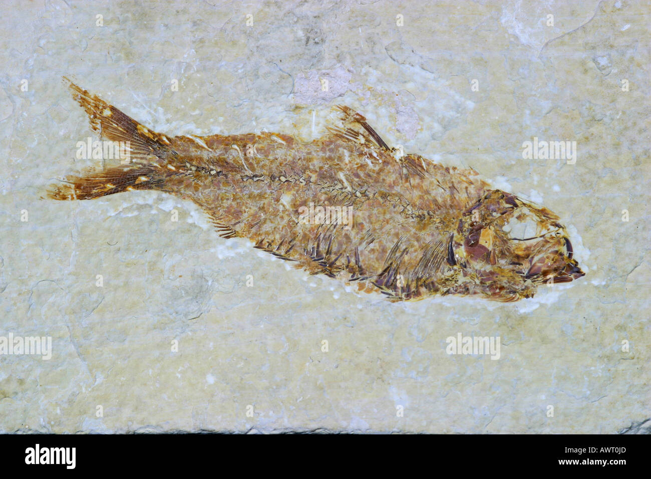 Petrifaction hi-res stock photography and images - Alamy