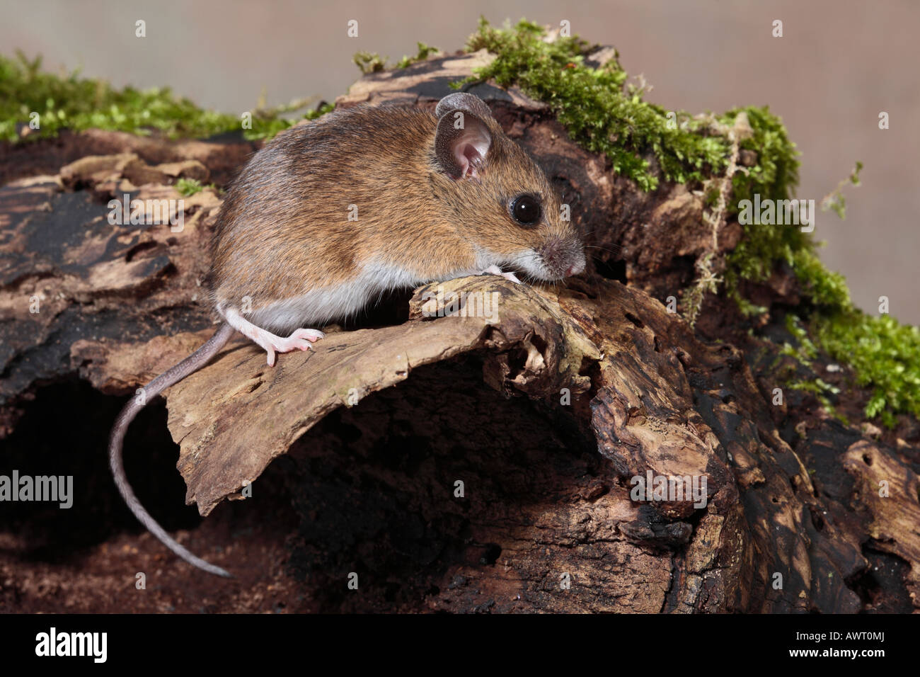 Wood mouse long-tailed field mouse Apodemus sylvaticus on log looking ...