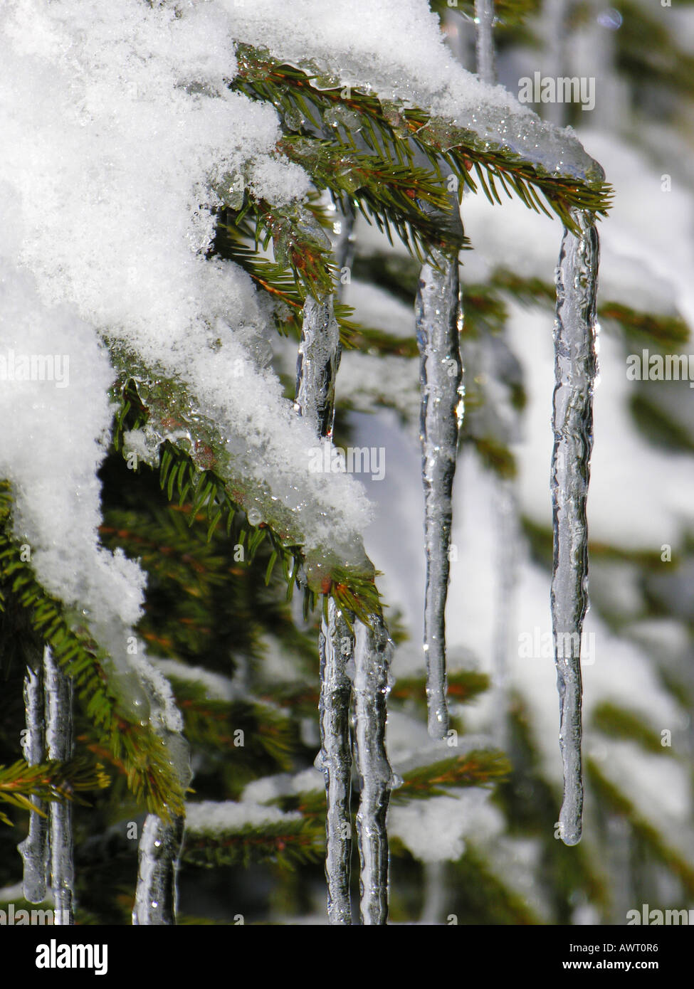 Ice icicles on fir tree hi-res stock photography and images - Alamy