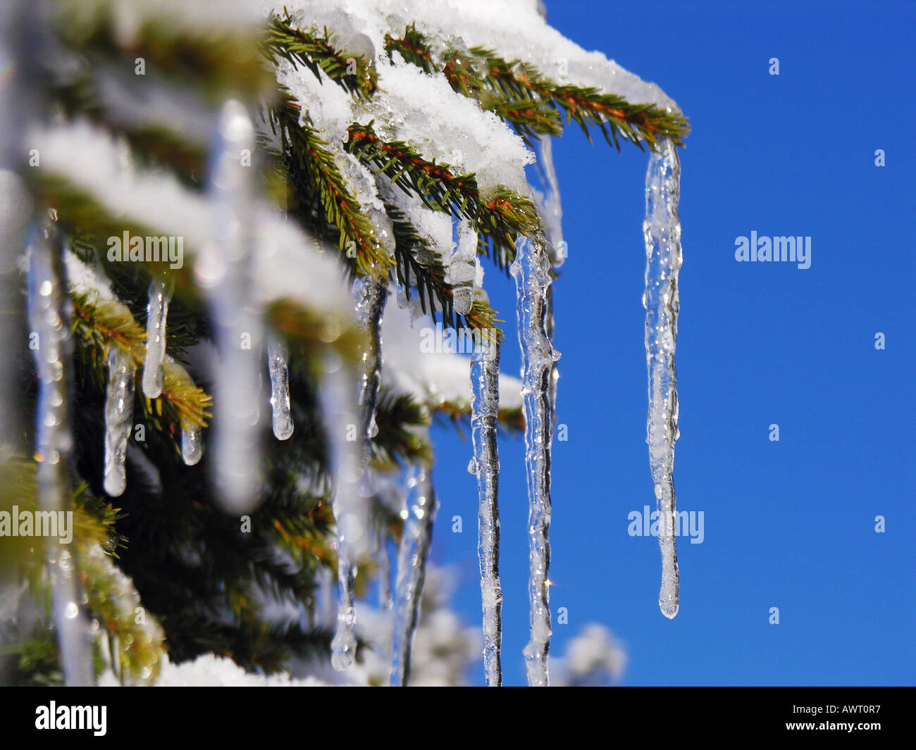Branches icicles hi-res stock photography and images - Alamy