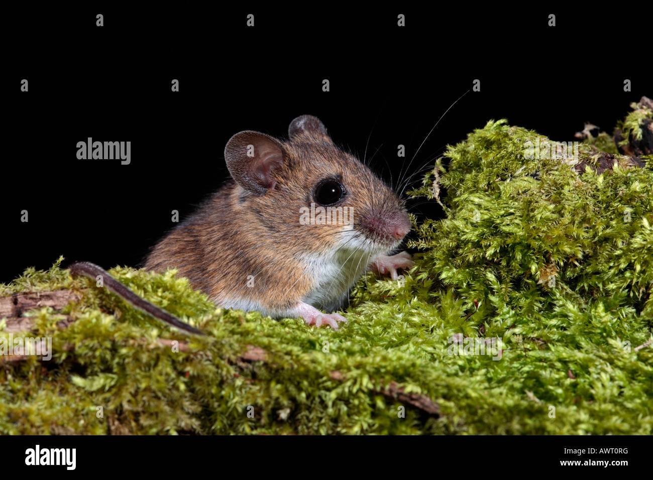 Wood mouse long-tailed field mouse Apodemus sylvaticus on log looking alert Potton Bedfordshire ...