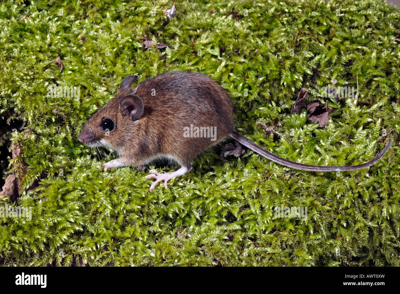 Wood mouse long-tailed field mouse Apodemus sylvaticus on log looking alert Potton Bedfordshire ...