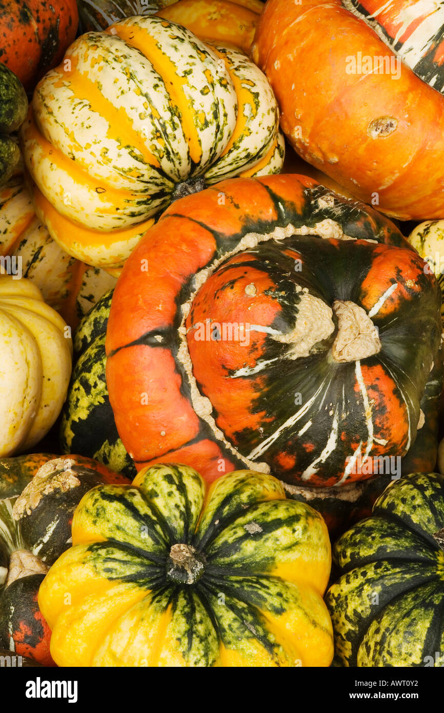 Multi Colored Pumpkins Stock Photos & Multi Colored Pumpkins Stock ...
