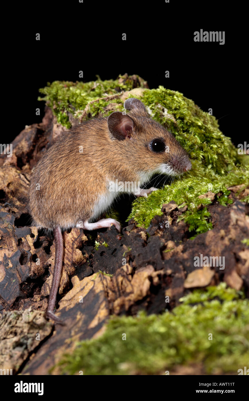 Wood mouse long-tailed field mouse Apodemus sylvaticus on log looking ...
