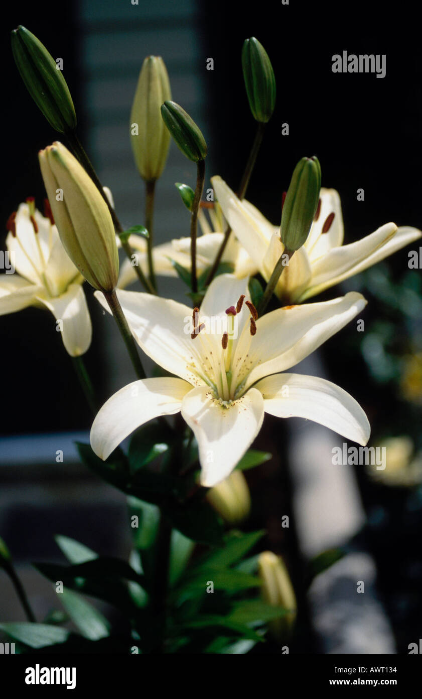 Lilium flowers blooms gardens hi-res stock photography and images - Alamy