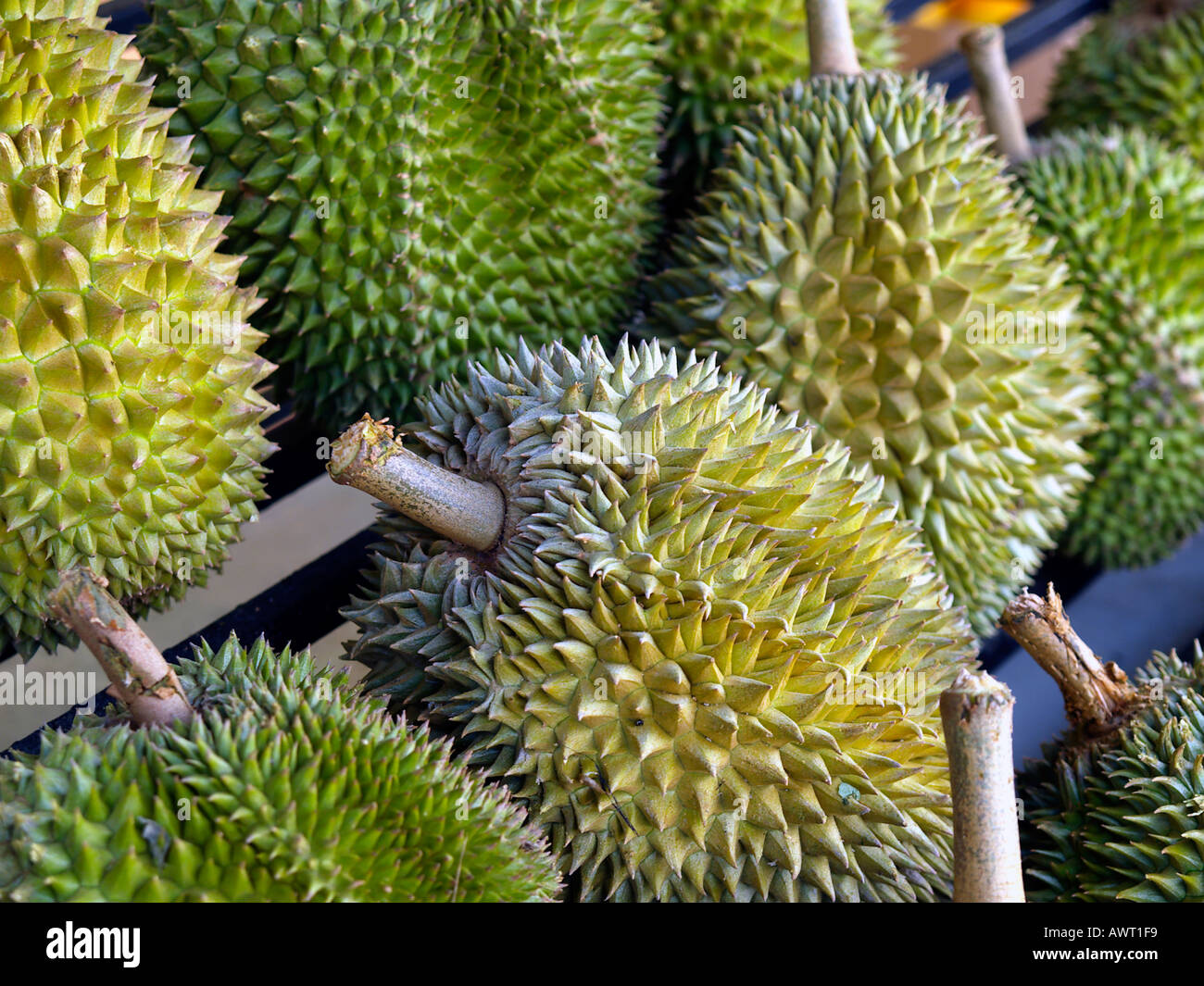 The infamous Malaysian durian Stock Photo - Alamy