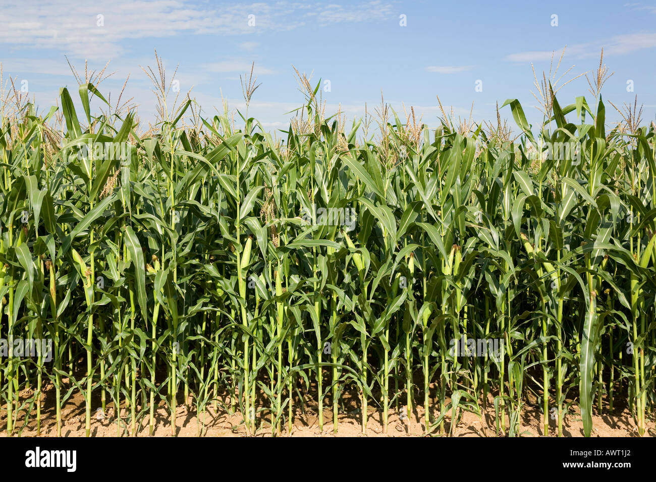 Maize harvesting hi-res stock photography and images - Alamy