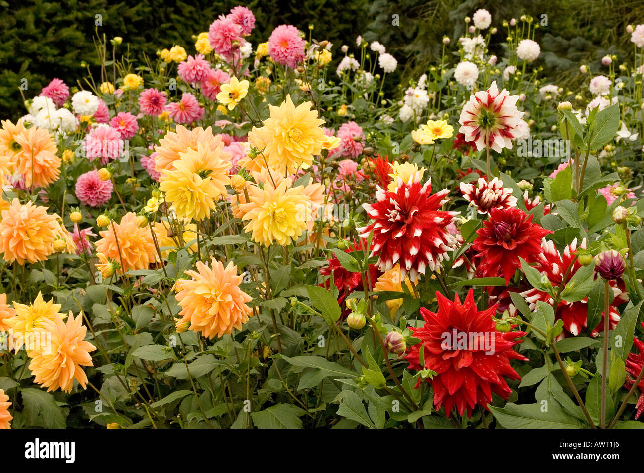Many dahlias (Dahlia hybrida) in different colours Stock Photo - Alamy