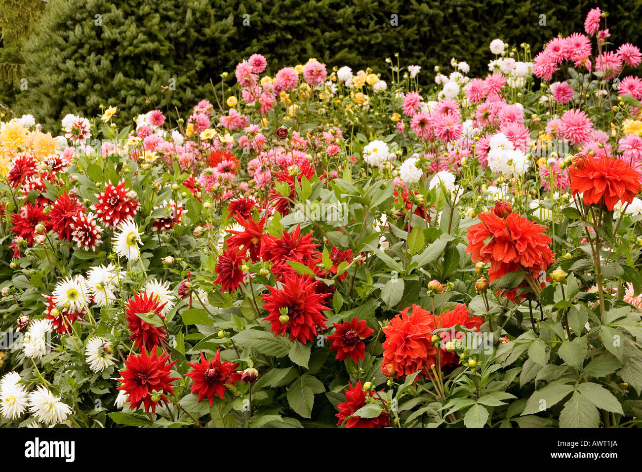 Many dahlias (Dahlia hybrida) in different colours Stock Photo - Alamy
